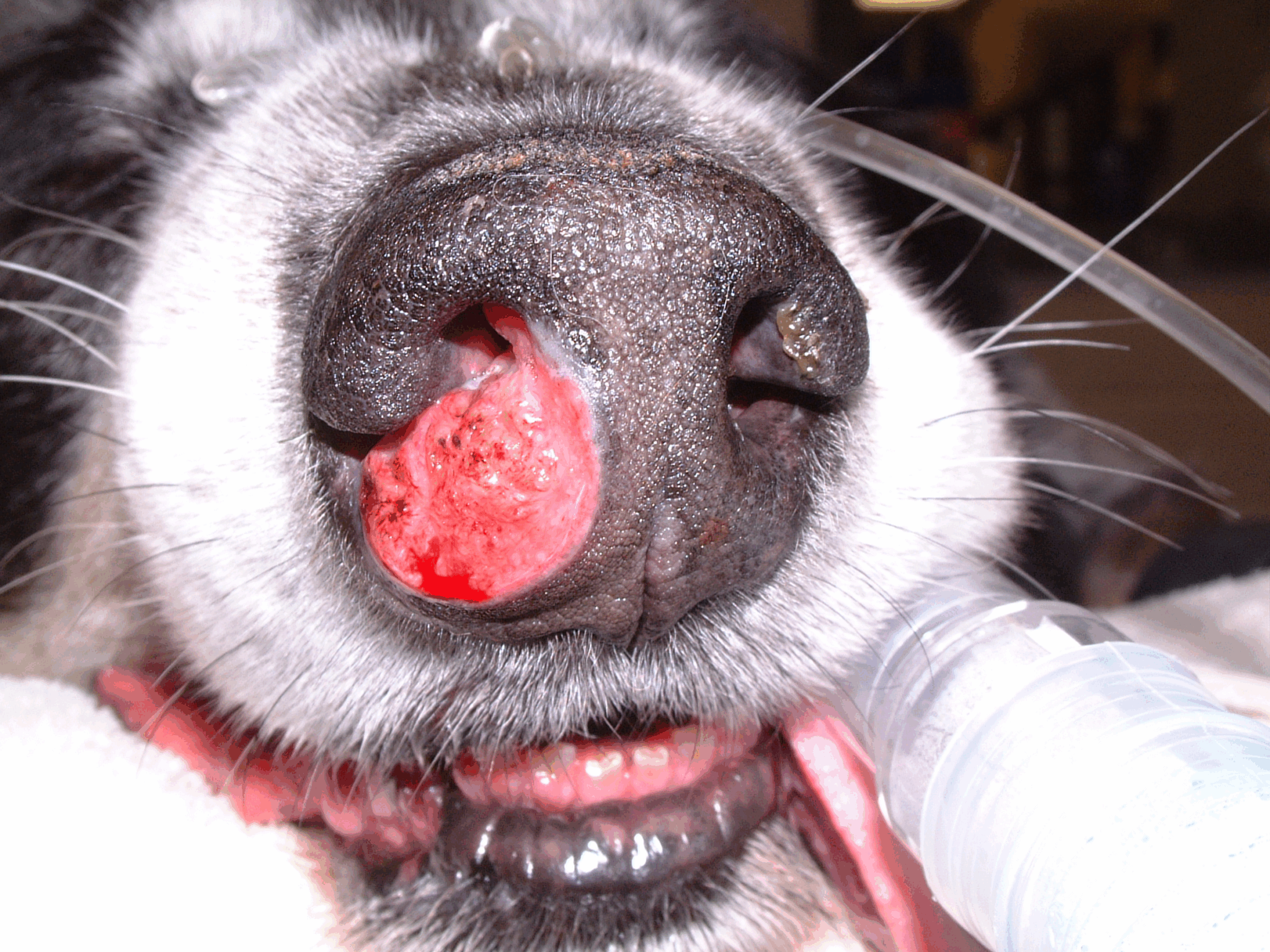 Nasal Cancer in Dogs: Comprehensive Guide for Pet Owners