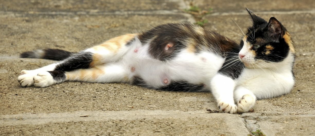 Cat Mammary Cancer: Signs, Treatment, Prognosis & Euthanasia