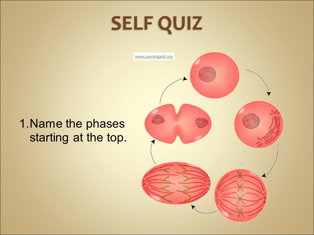 The Eukaryotic Cell Cycle and Cancer: An In-Depth Analysis
