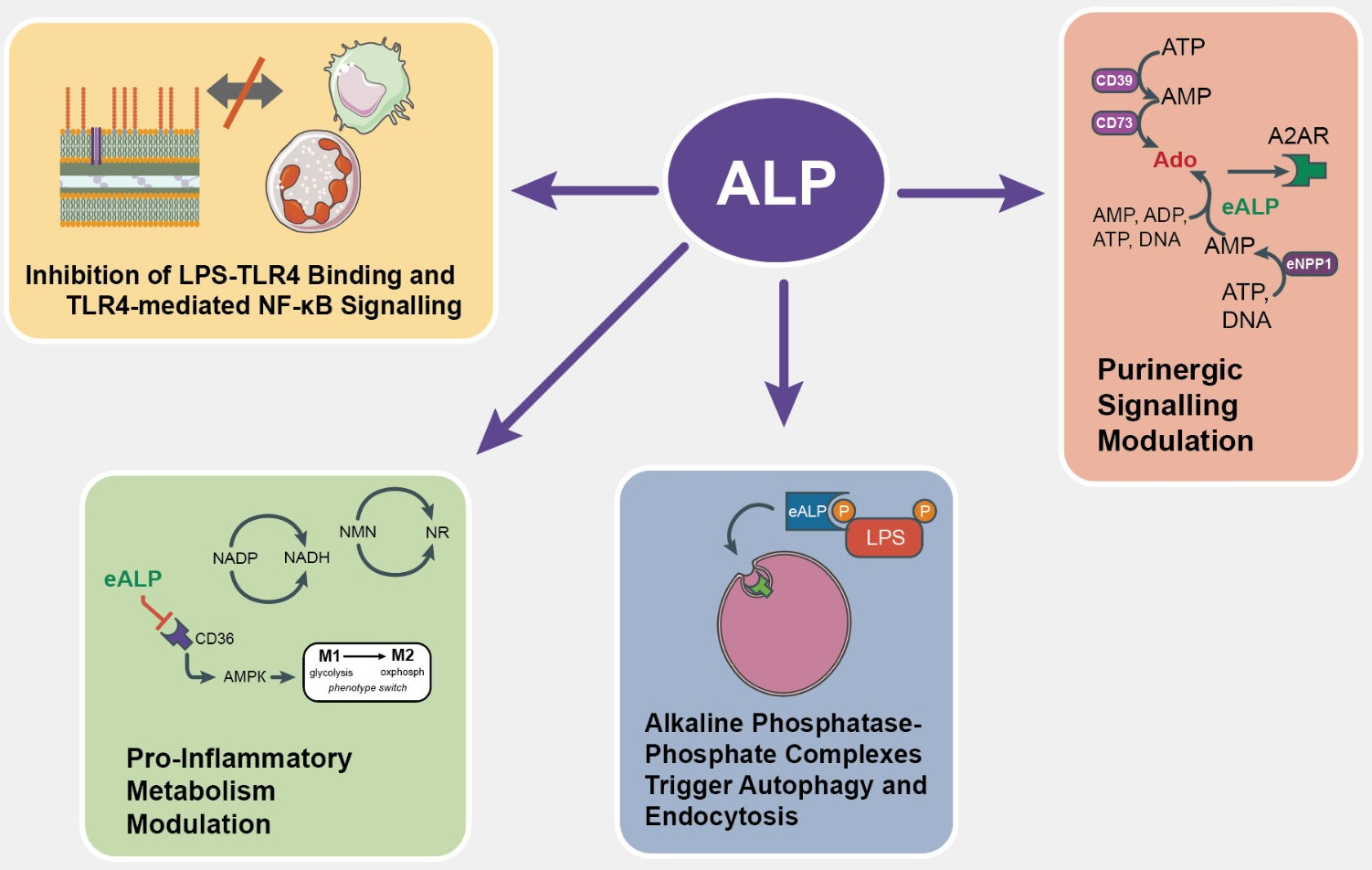 High Alkaline Phosphatase and Cancer: Full Guide by a Medical Expert