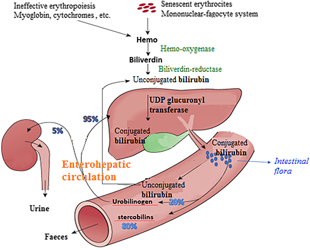 Severe Skin Itching in Liver Cancer